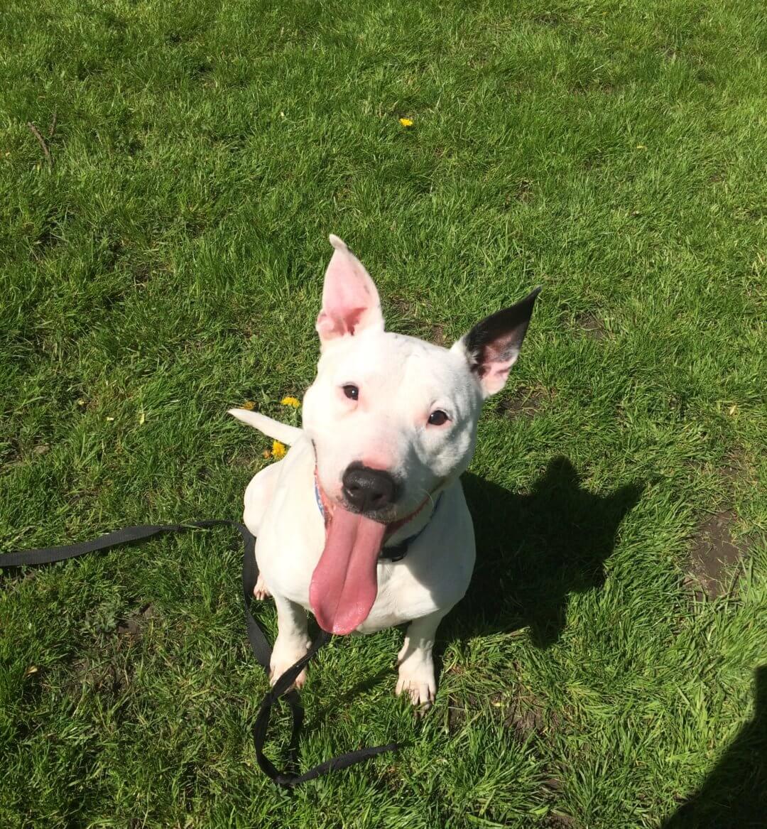 Animal Rehoming - Woodside Animal Centre