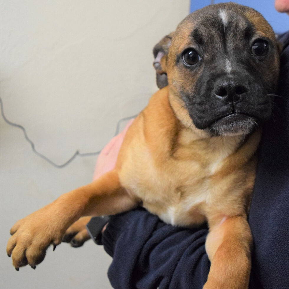 Adoption Process - Woodside Animal Centre