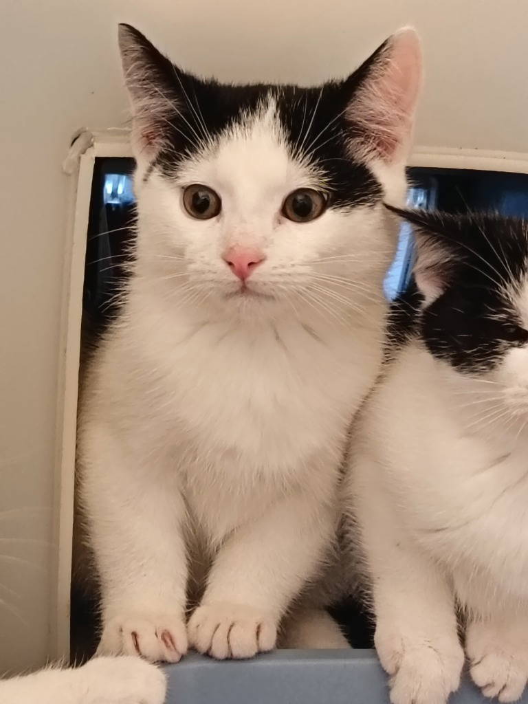 Gaffer - Woodside Animal Centre