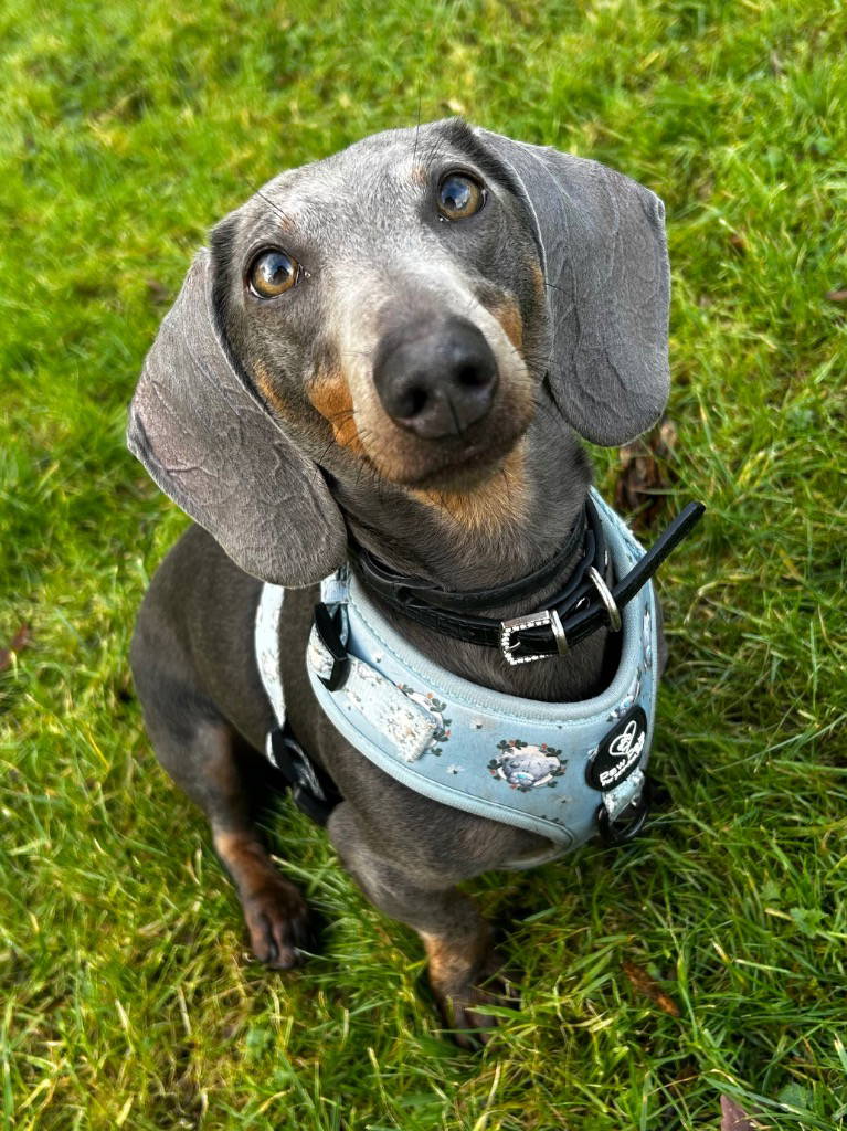 Bailey - RSPCA Woodside