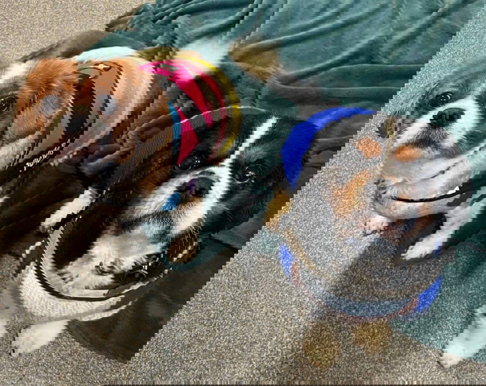 Clyde - RSPCA Woodside