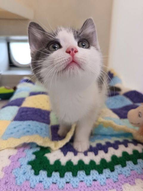 Josephine - RSPCA Woodside